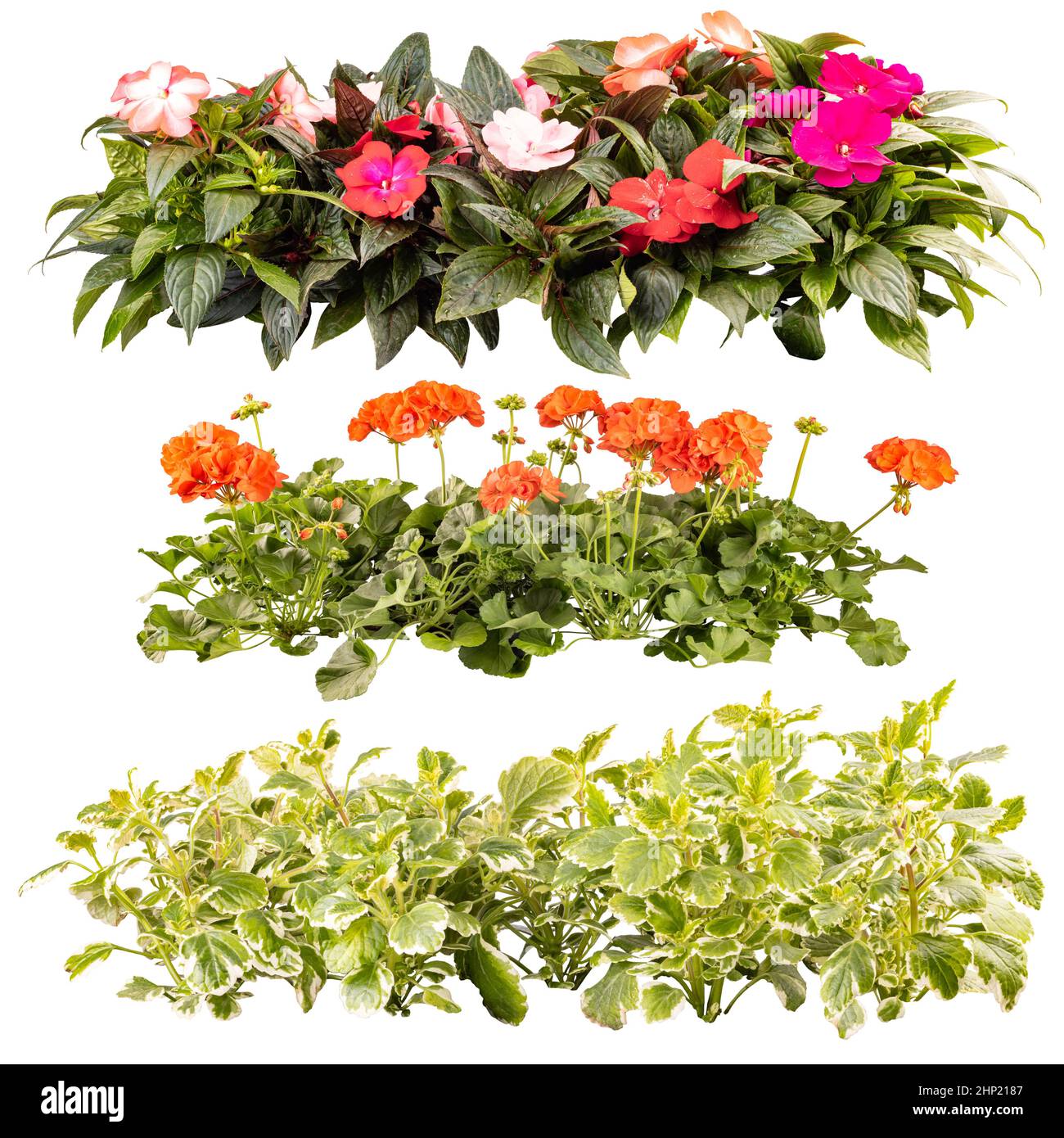 Set of beautiful summer balcony flowers in rows, isolated on white ...