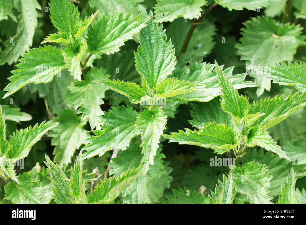 Medicinal wild plant nettle. Nettle grass with fluffy green leaves ...