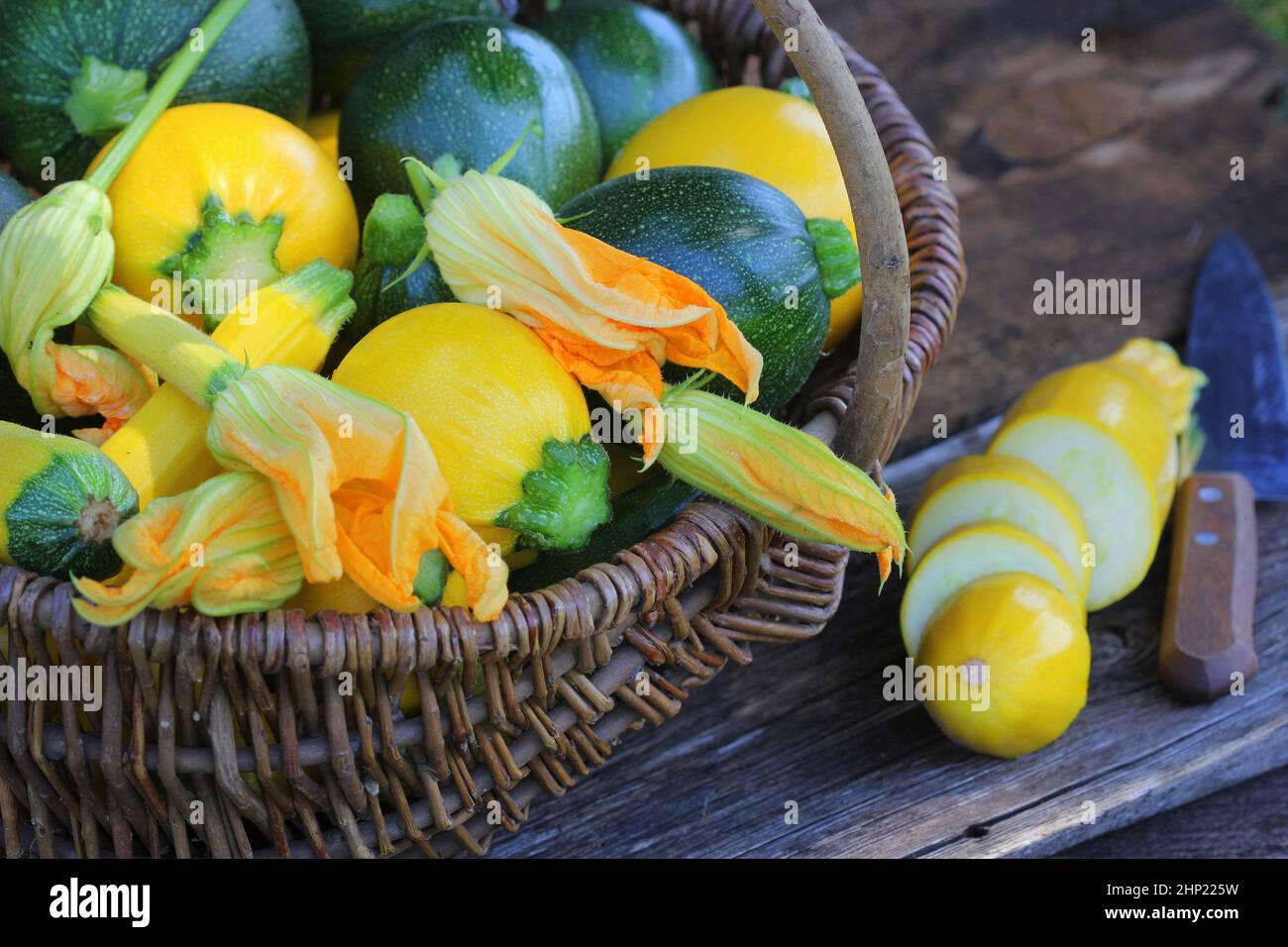Harvesting zucchini. Fresh squash lying in basket. Fresh squash picked ...