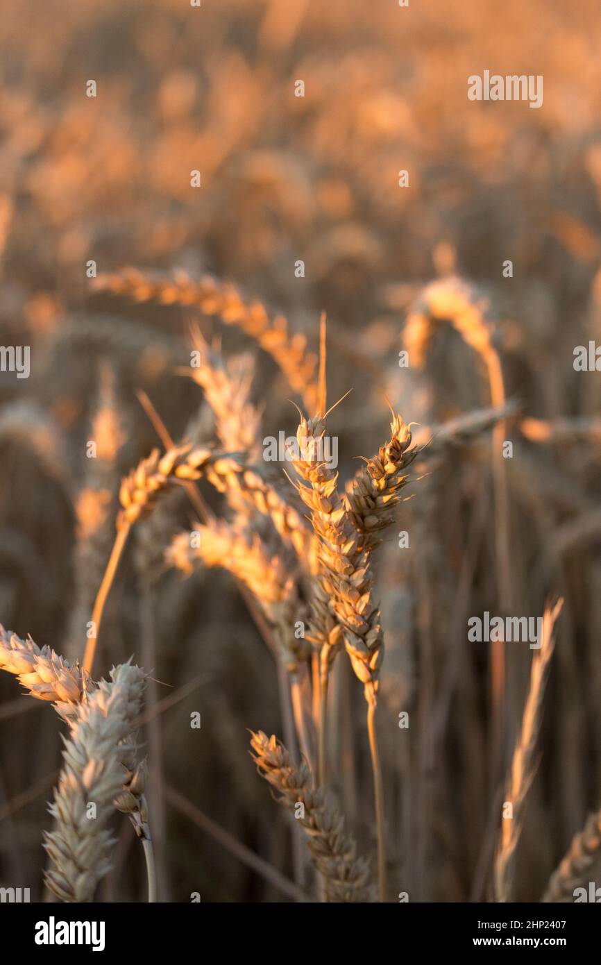 HDR-shot of a wheat field in the sunset in southern Hessen, Germany ...