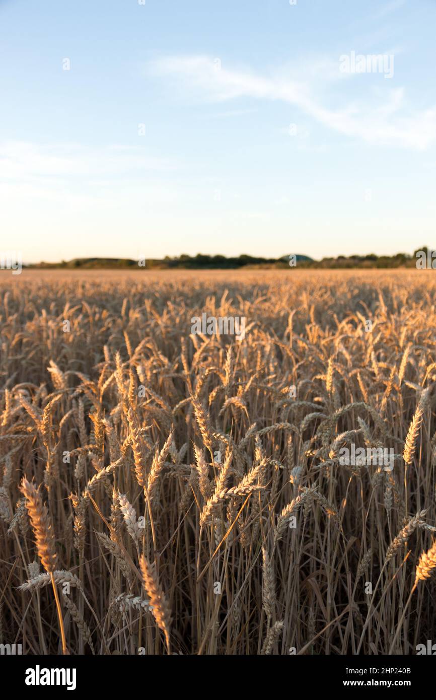 Germany wheat grain hi-res stock photography and images - Alamy