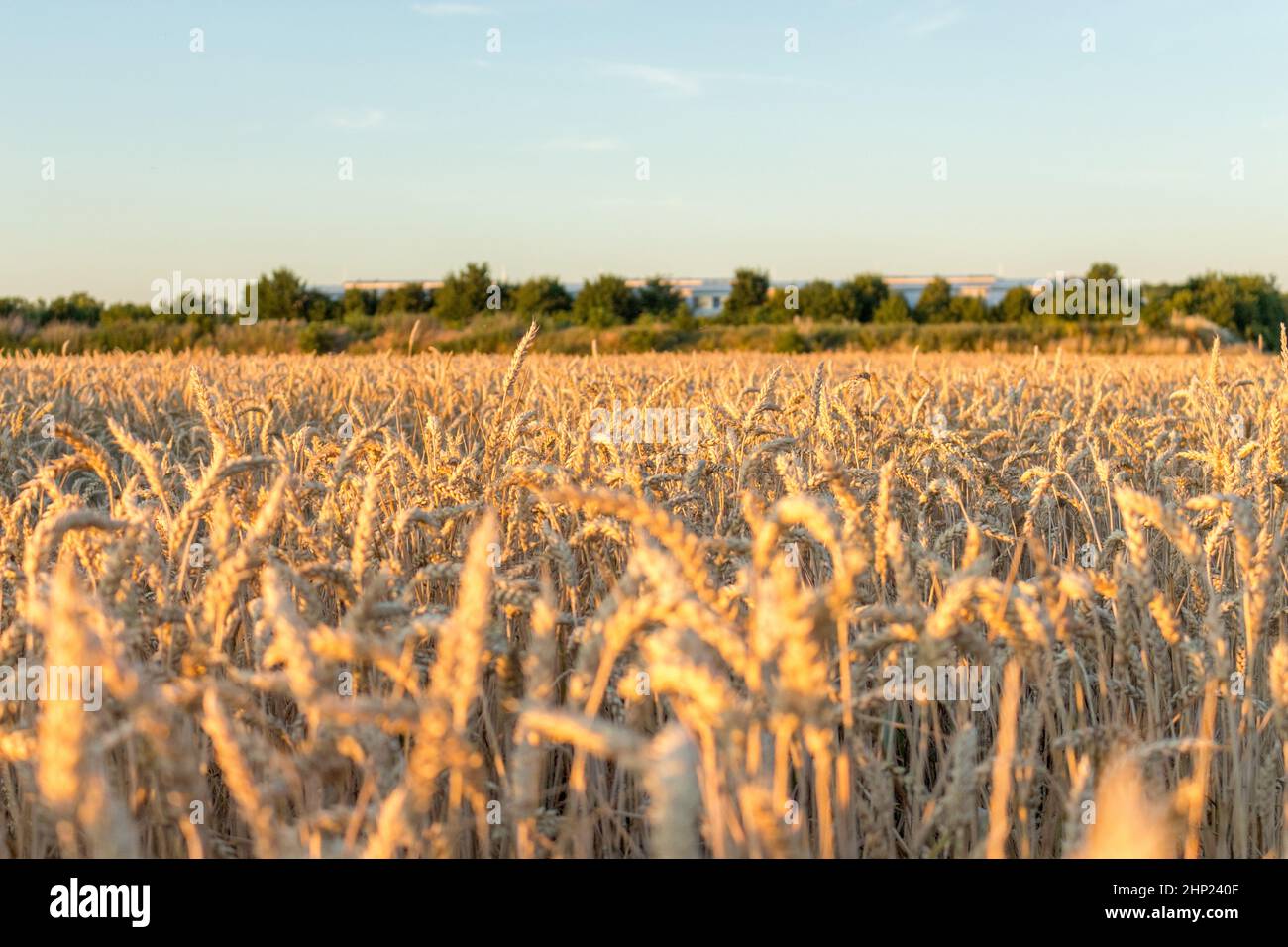 Germany wheat grain hi-res stock photography and images - Alamy
