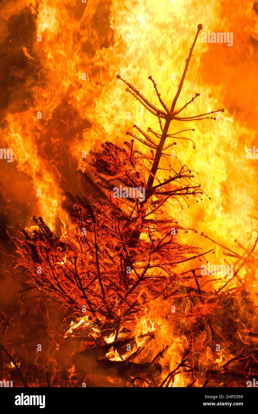 Christmas tree bonfire after holiday season at the banks of the lake ...