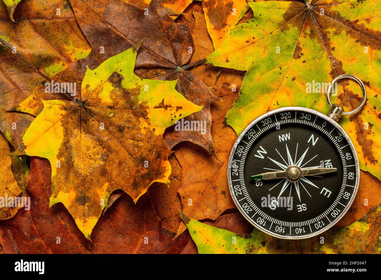 Compass and dirty autumnal leaves. Travel concept Stock Photo - Alamy