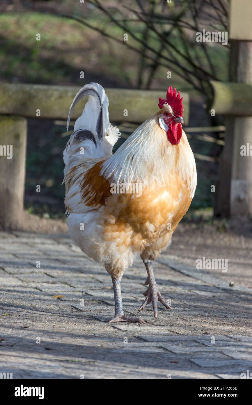 free roaming rooster Stock Photo - Alamy