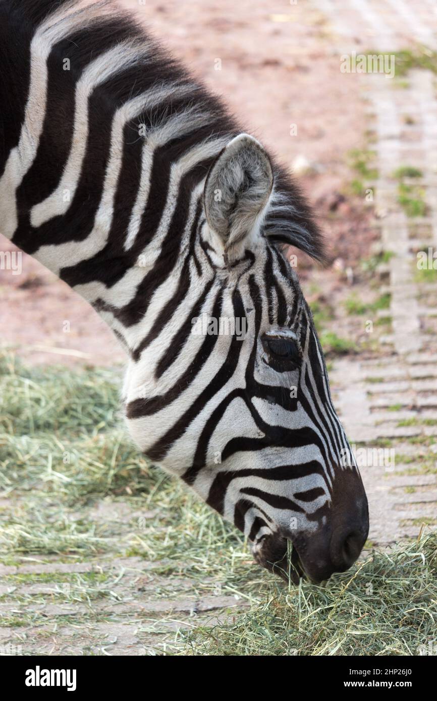 Zebra in a zoo Stock Photo - Alamy