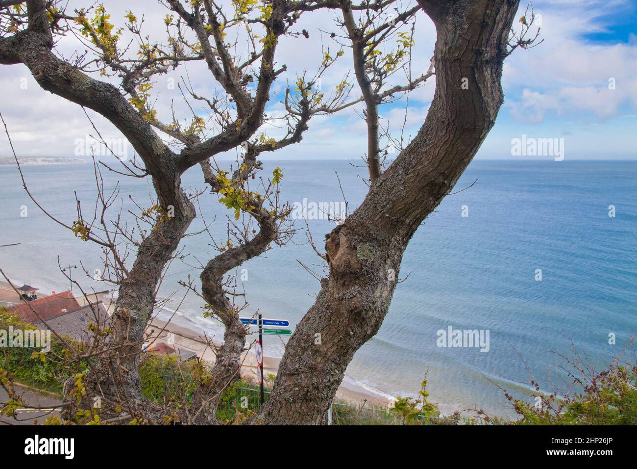 Trees in front of a sea view with a horizon Stock Photo - Alamy