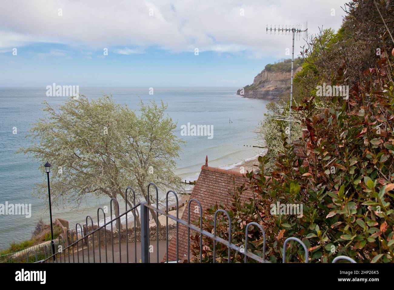 Trees in front of a sea view with horizon Stock Photo - Alamy