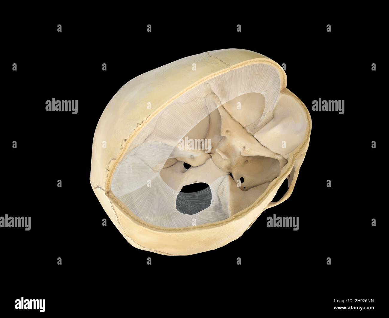 Human skull transversal cross-section view. On white background. 3d ...