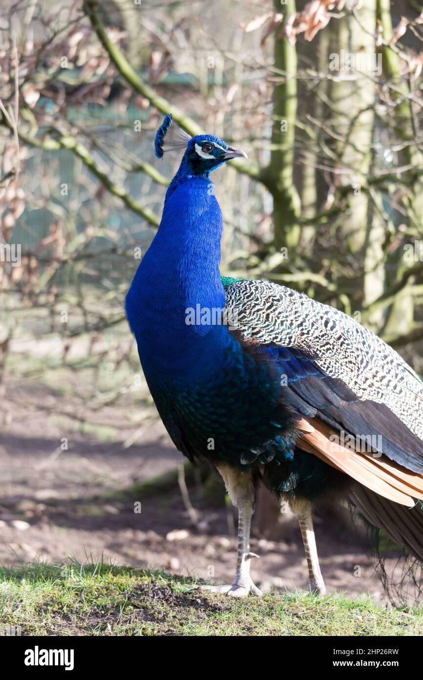 Roaming peacock hi-res stock photography and images - Alamy