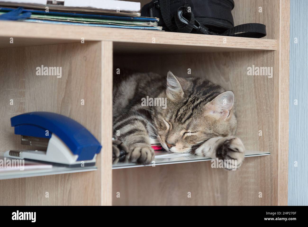 Sleeping cat in an office shelf Stock Photo - Alamy