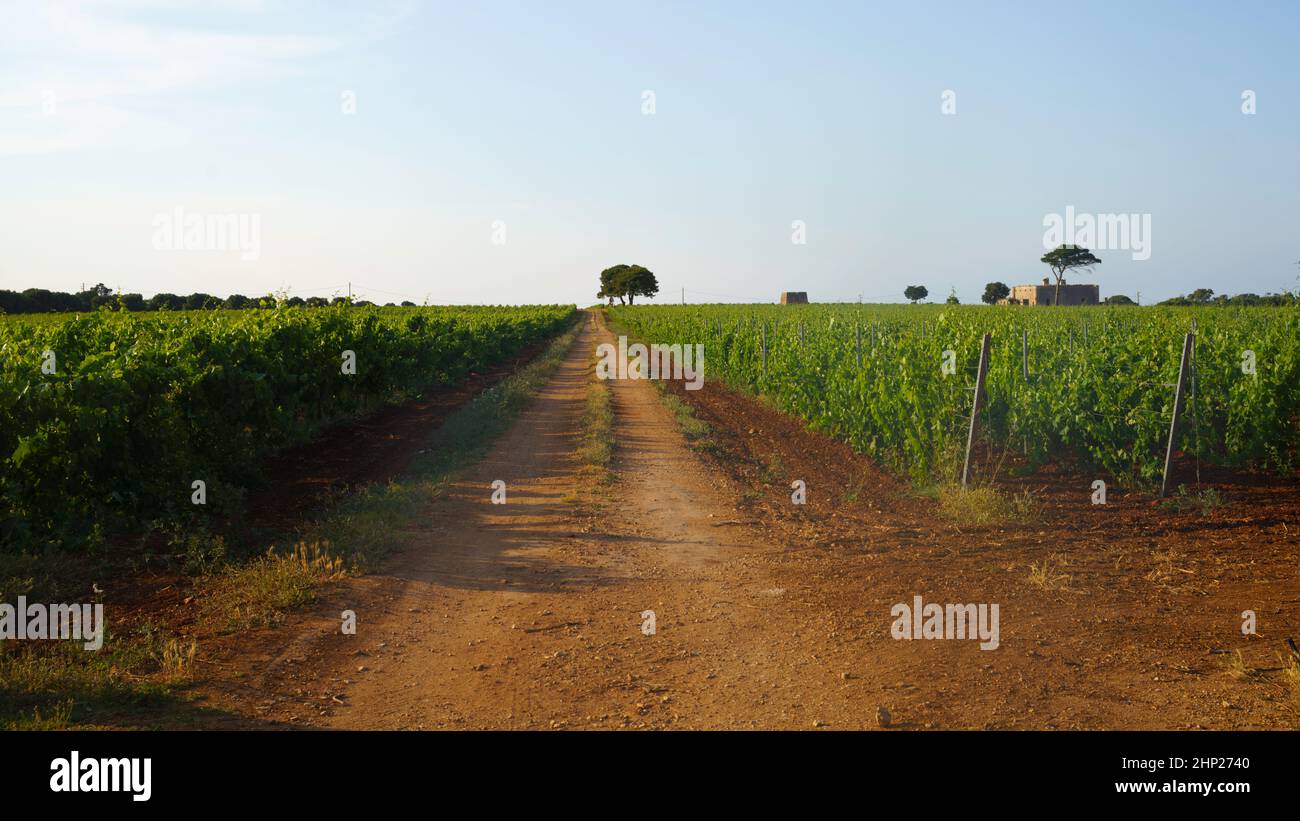Country landscape in June between Ostuni and Brindisi, Apulia, Italy ...