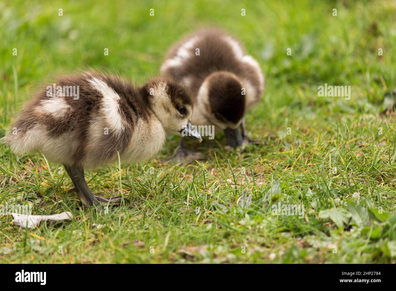 Egyptian goose ducklings hi-res stock photography and images - Alamy