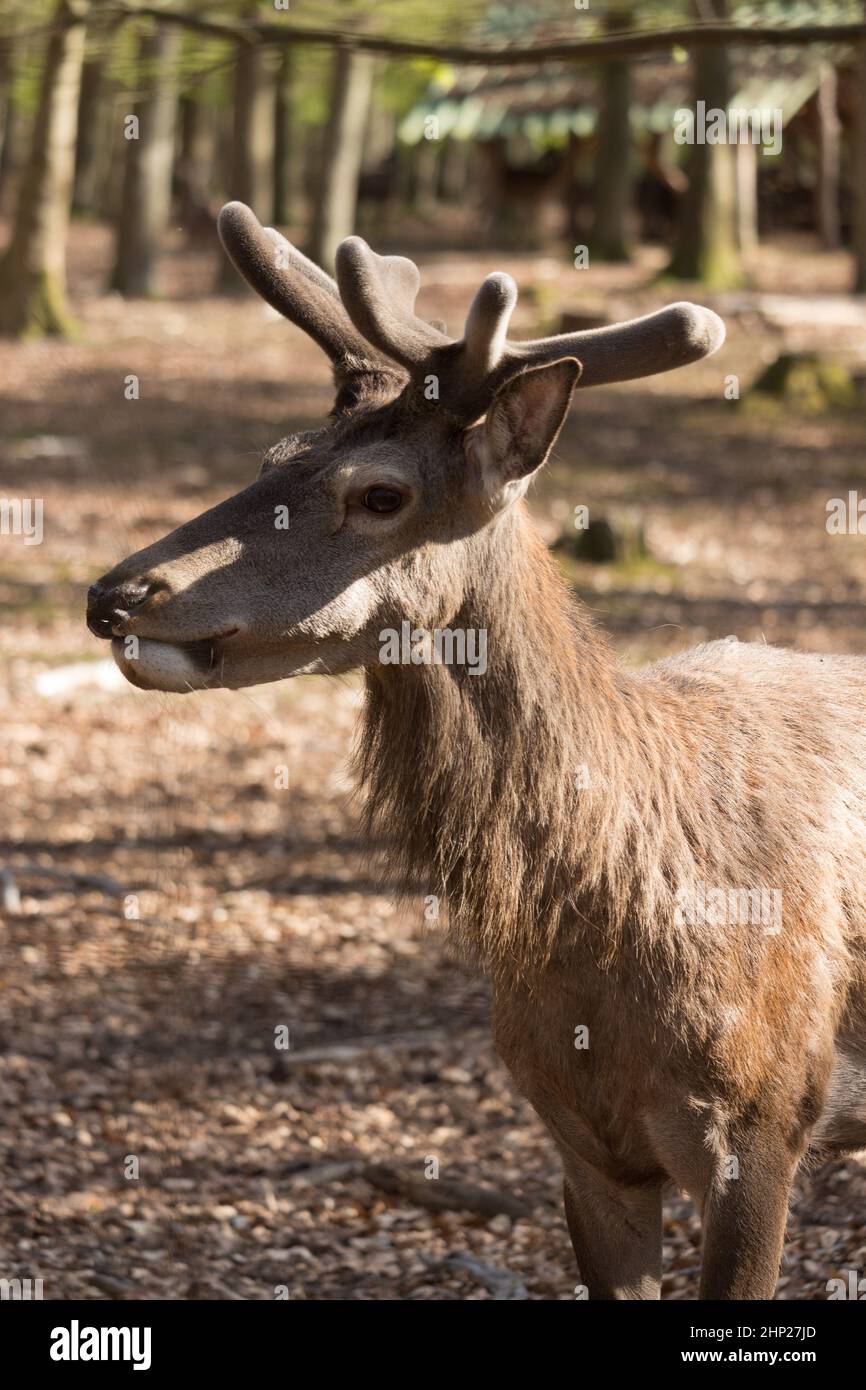 European fallow deer in his winter coat Stock Photo - Alamy