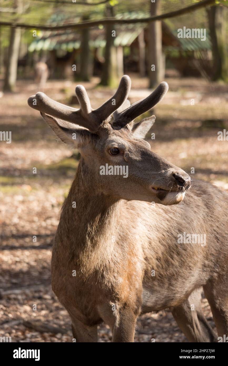 Common fallow deer in hi-res stock photography and images - Alamy