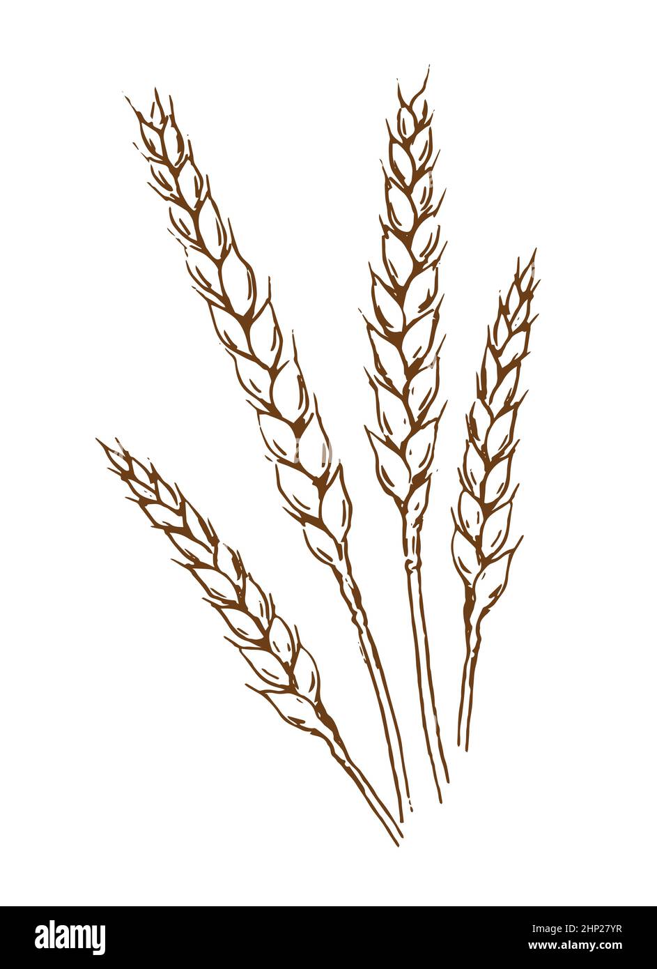 A bunch of wheat. Growing bread. Agriculture and farming. Vector ...