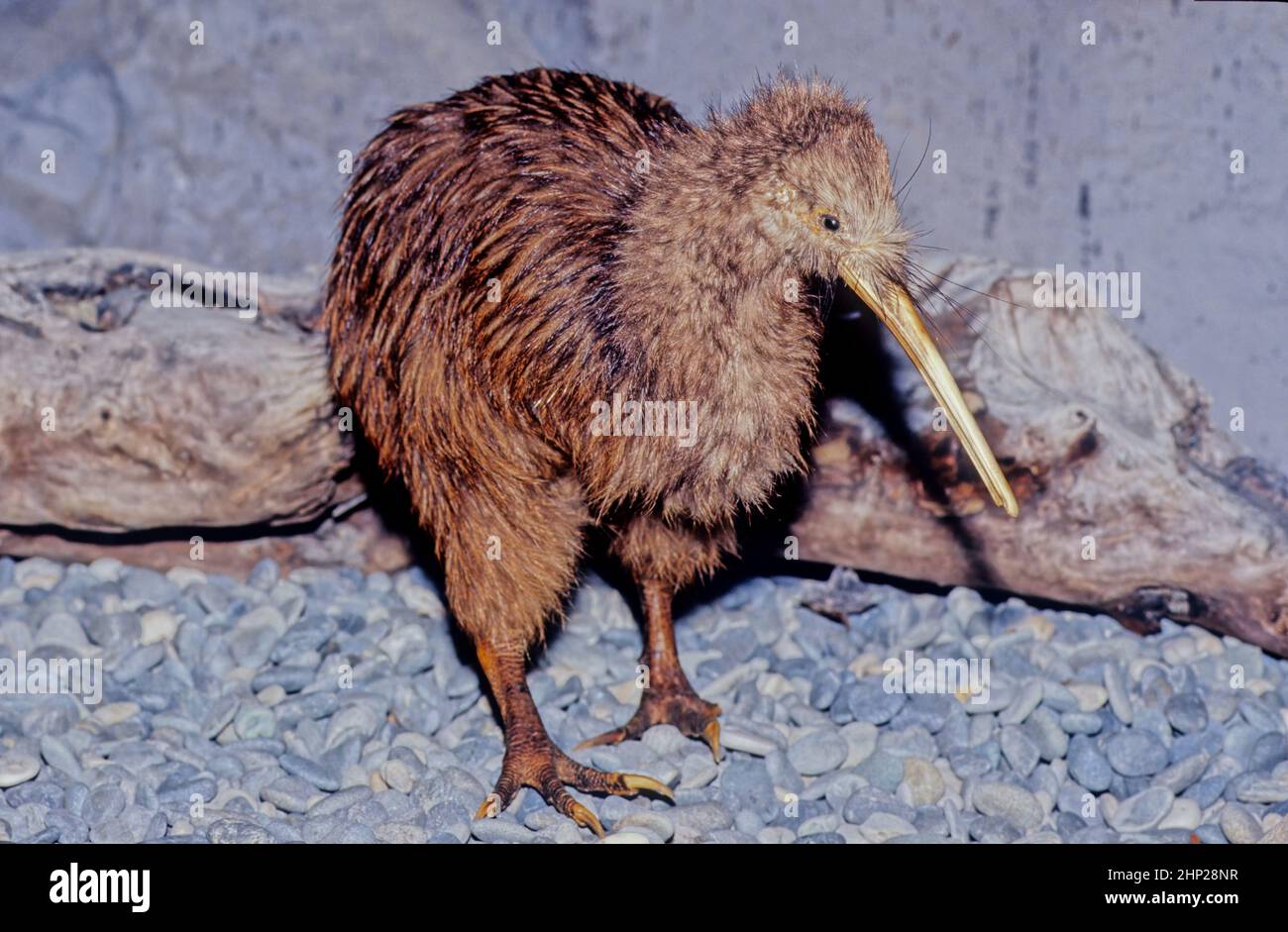 Kiwi, are flightless birds endemic to New Zealand of the genus Apteryx ...