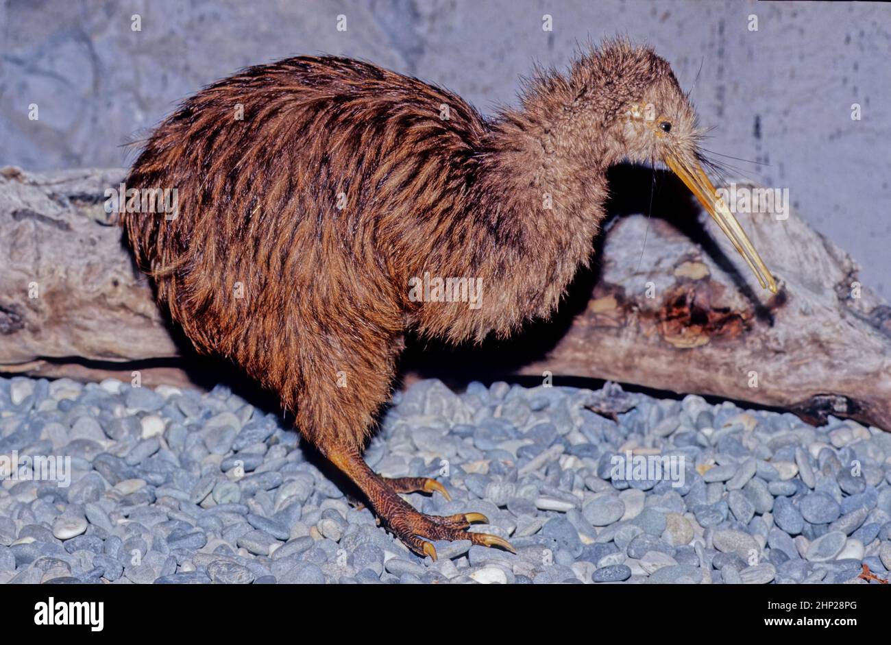 Kiwi, are flightless birds endemic to New Zealand of the genus Apteryx ...