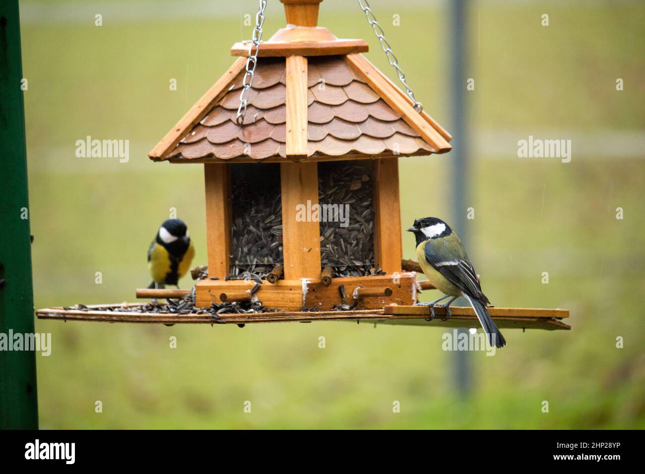 great titmouse feeding from a bird feeder Stock Photo - Alamy
