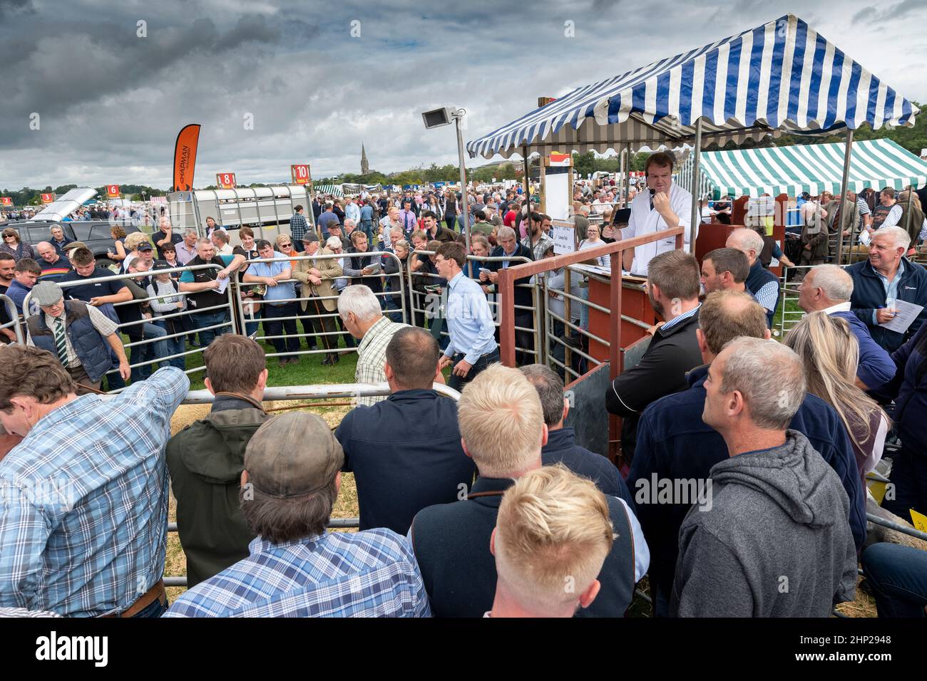Farmers at the Kelso Ram sales looking at Blue Faced Leicester rams at ...
