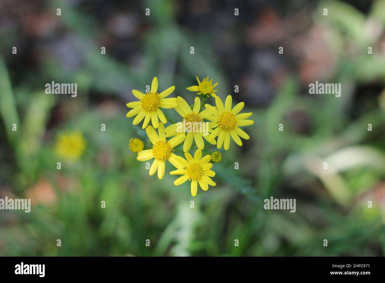 Gentle yellow hi-res stock photography and images - Alamy