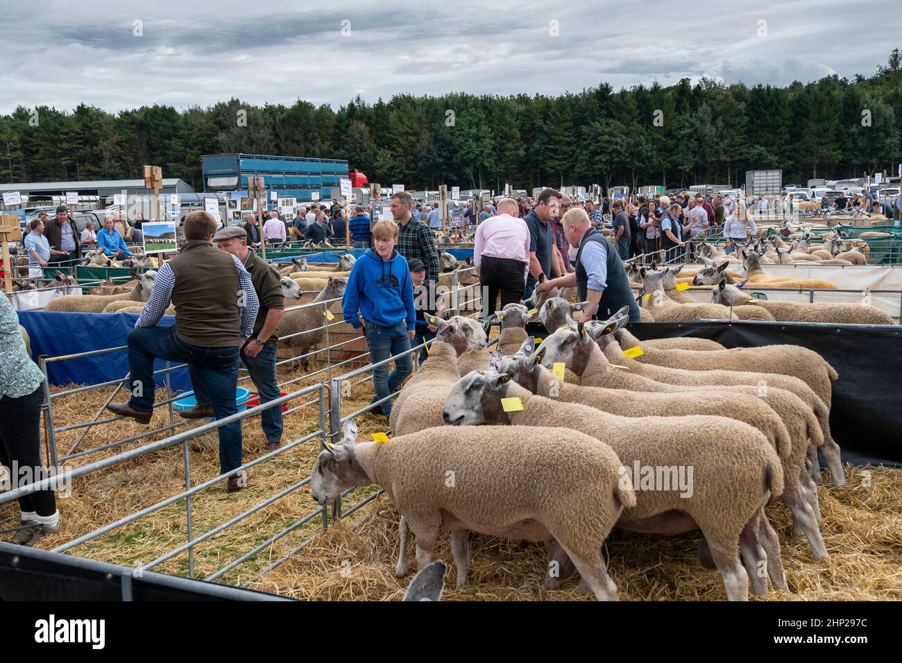 Farmers at the Kelso Ram sales looking at Blue Faced Leicester rams at ...