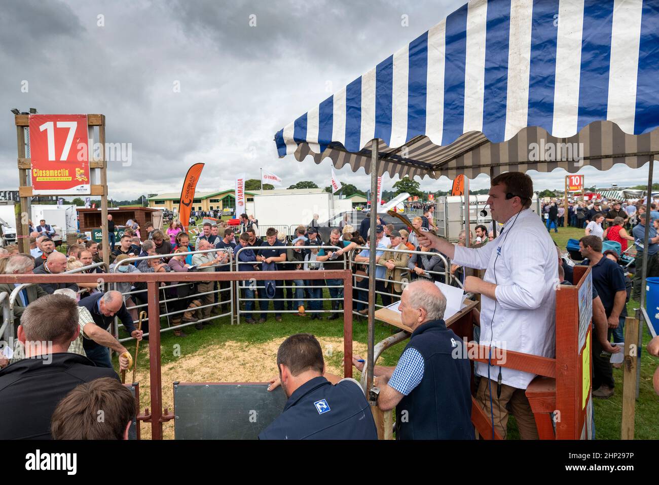 Farmers at the Kelso Ram sales looking at Blue Faced Leicester rams at ...