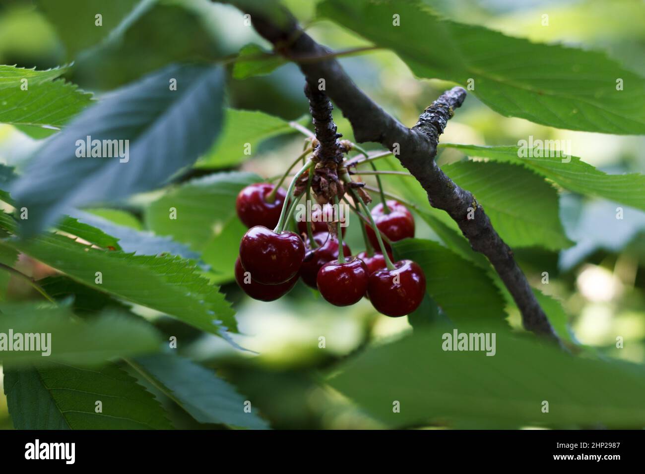 June berry tree hi-res stock photography and images - Alamy