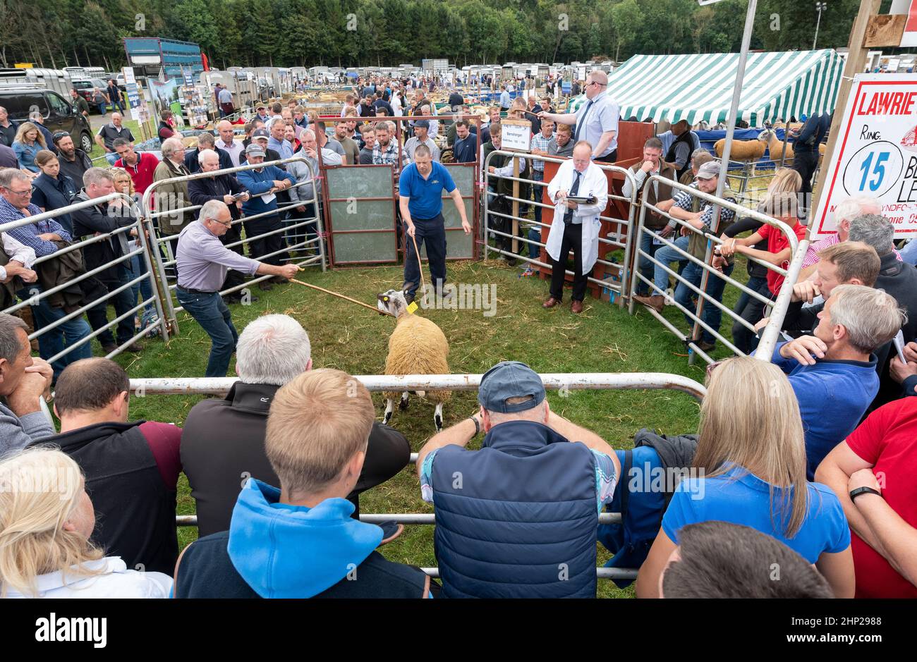 Farmers at the Kelso Ram sales looking at Blue Faced Leicester rams at ...