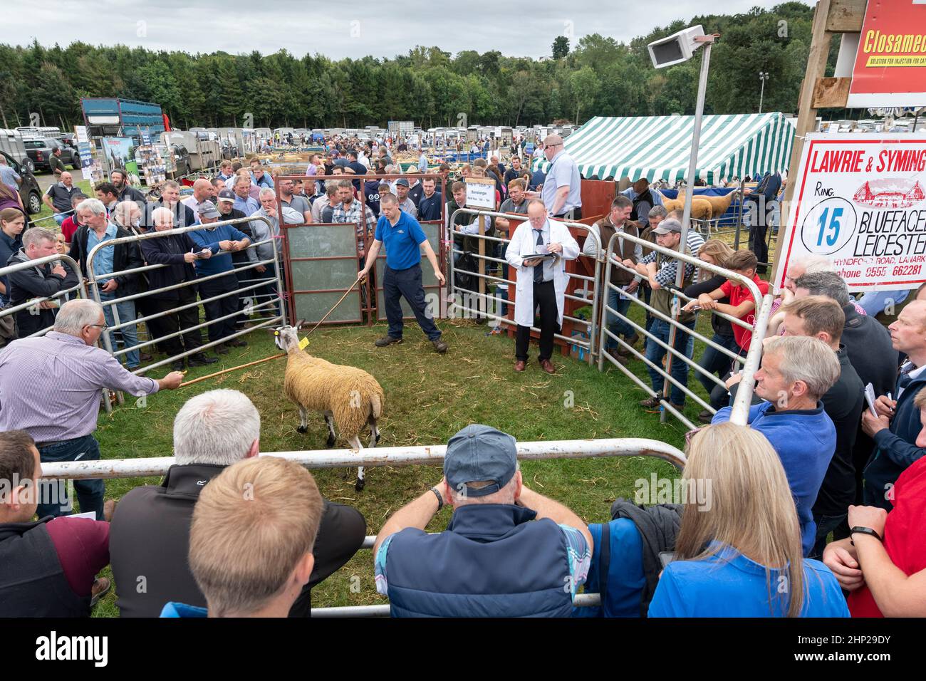 Farmers at the Kelso Ram sales looking at Blue Faced Leicester rams at ...