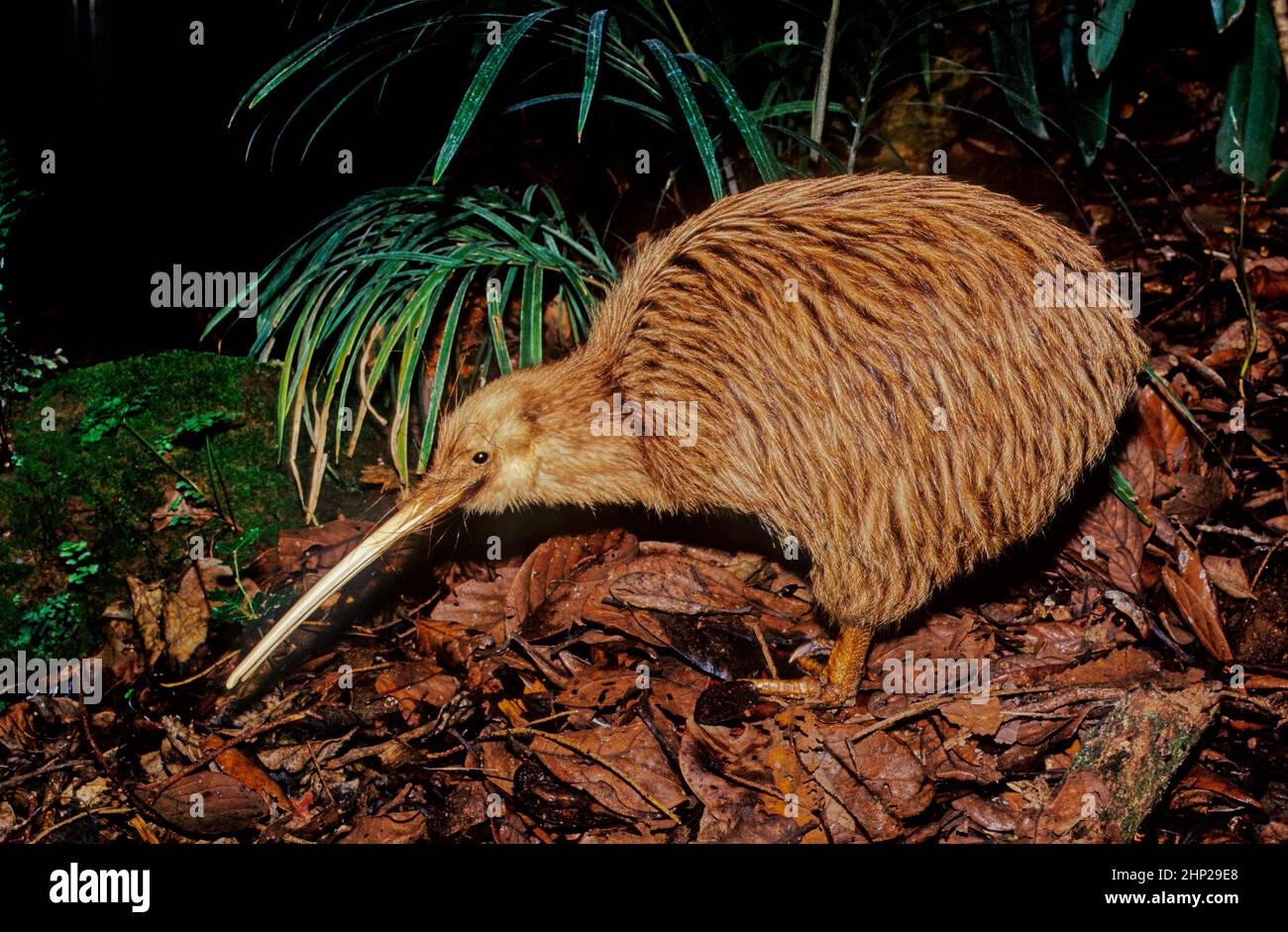 North island brown kiwi beak hi-res stock photography and images - Alamy
