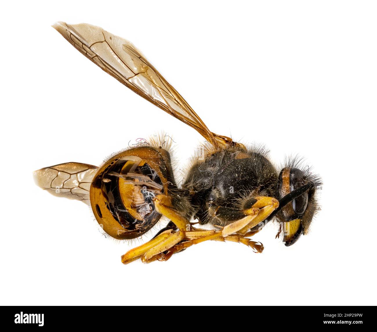 Dead wasp lies curled up on its side with its rump open isolated on ...
