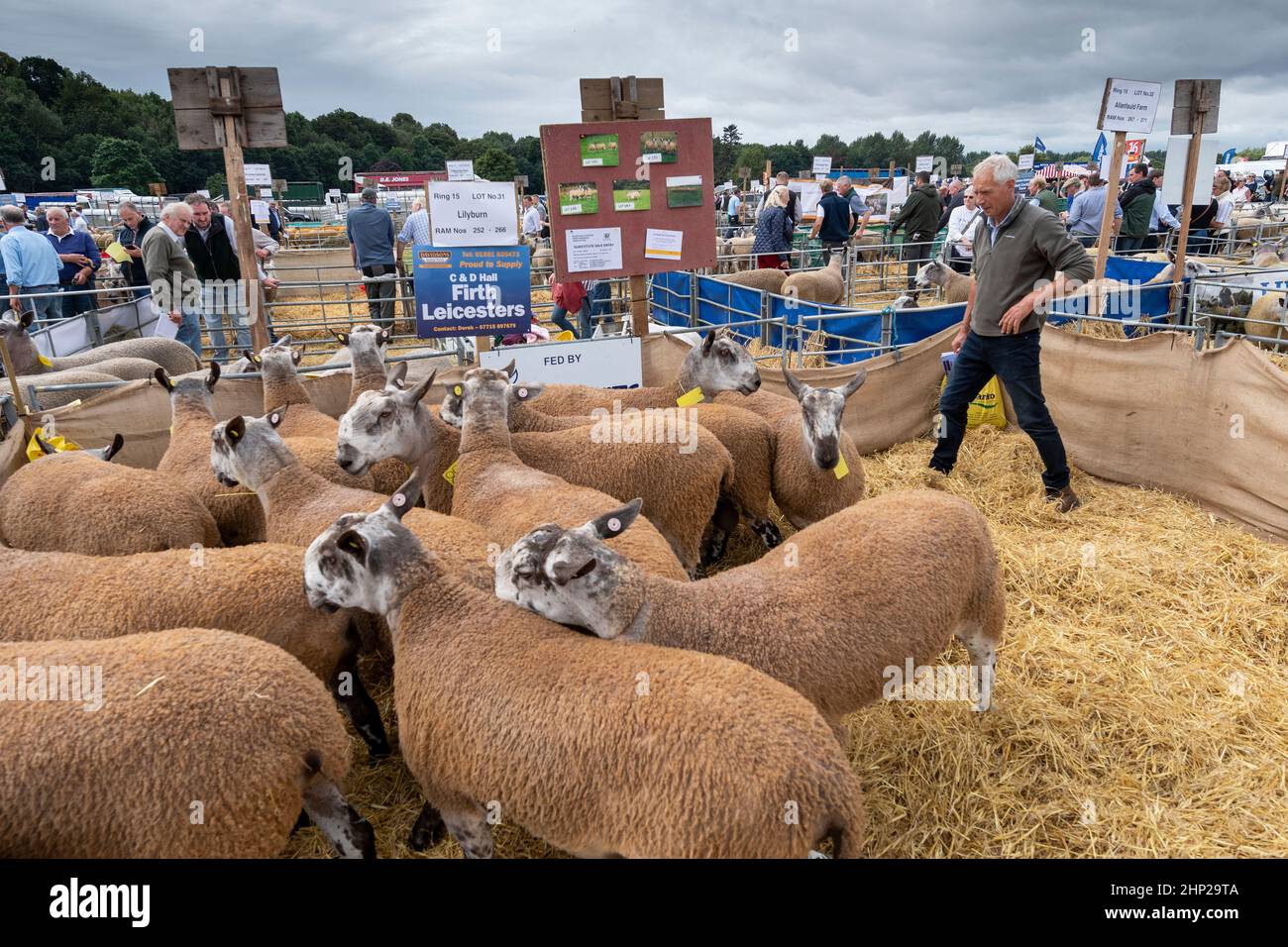Farmers at the Kelso Ram sales looking at Blue Faced Leicester rams at ...