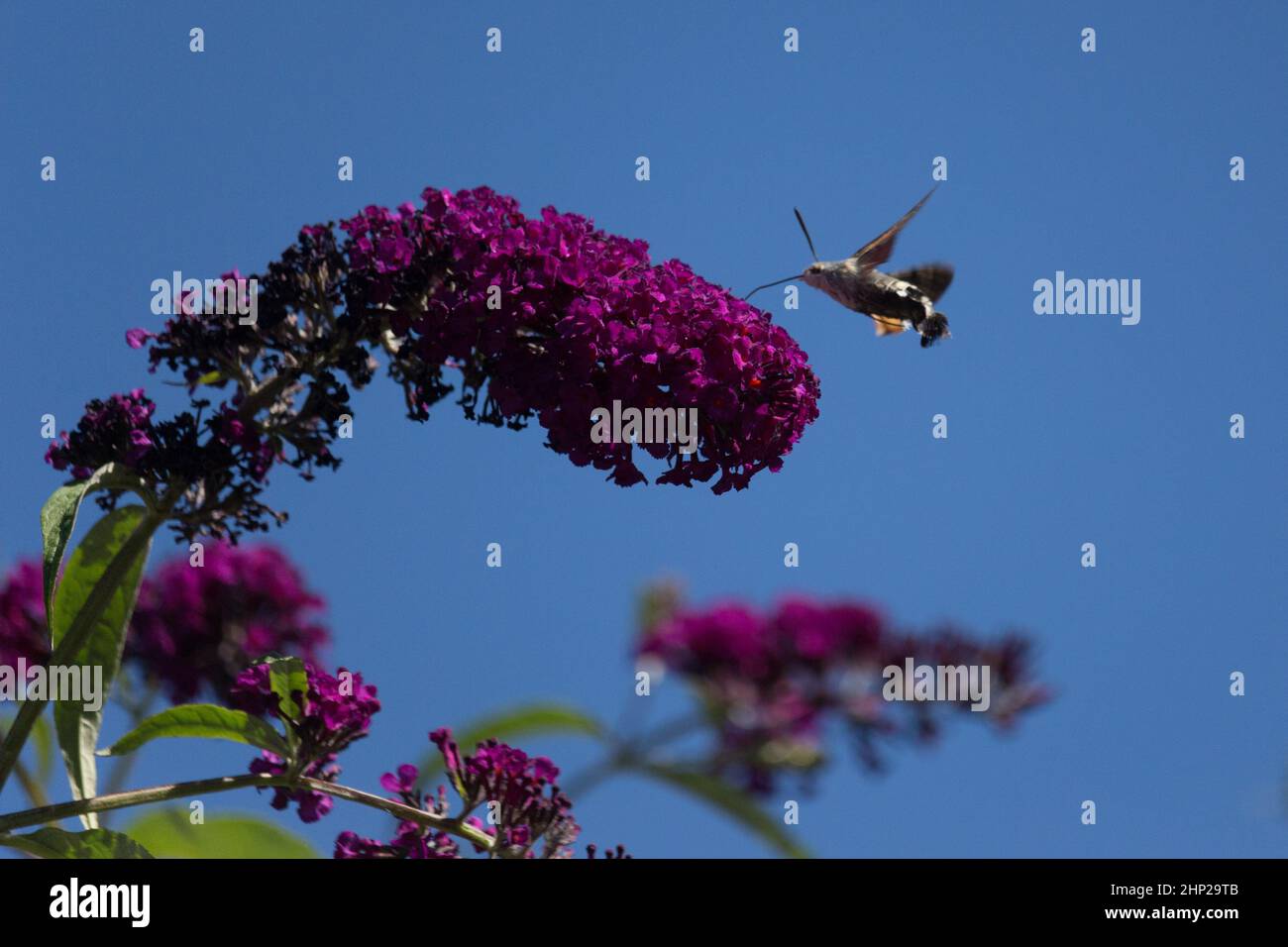 Hummingbird hawk-moth feeding from summer lilac Stock Photo - Alamy