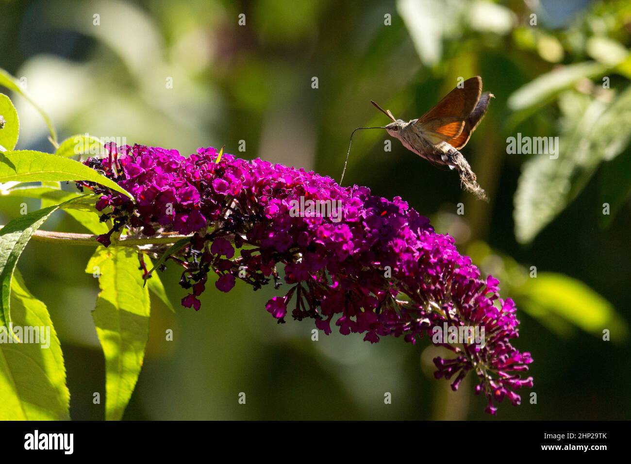 Summer moth hi-res stock photography and images - Alamy