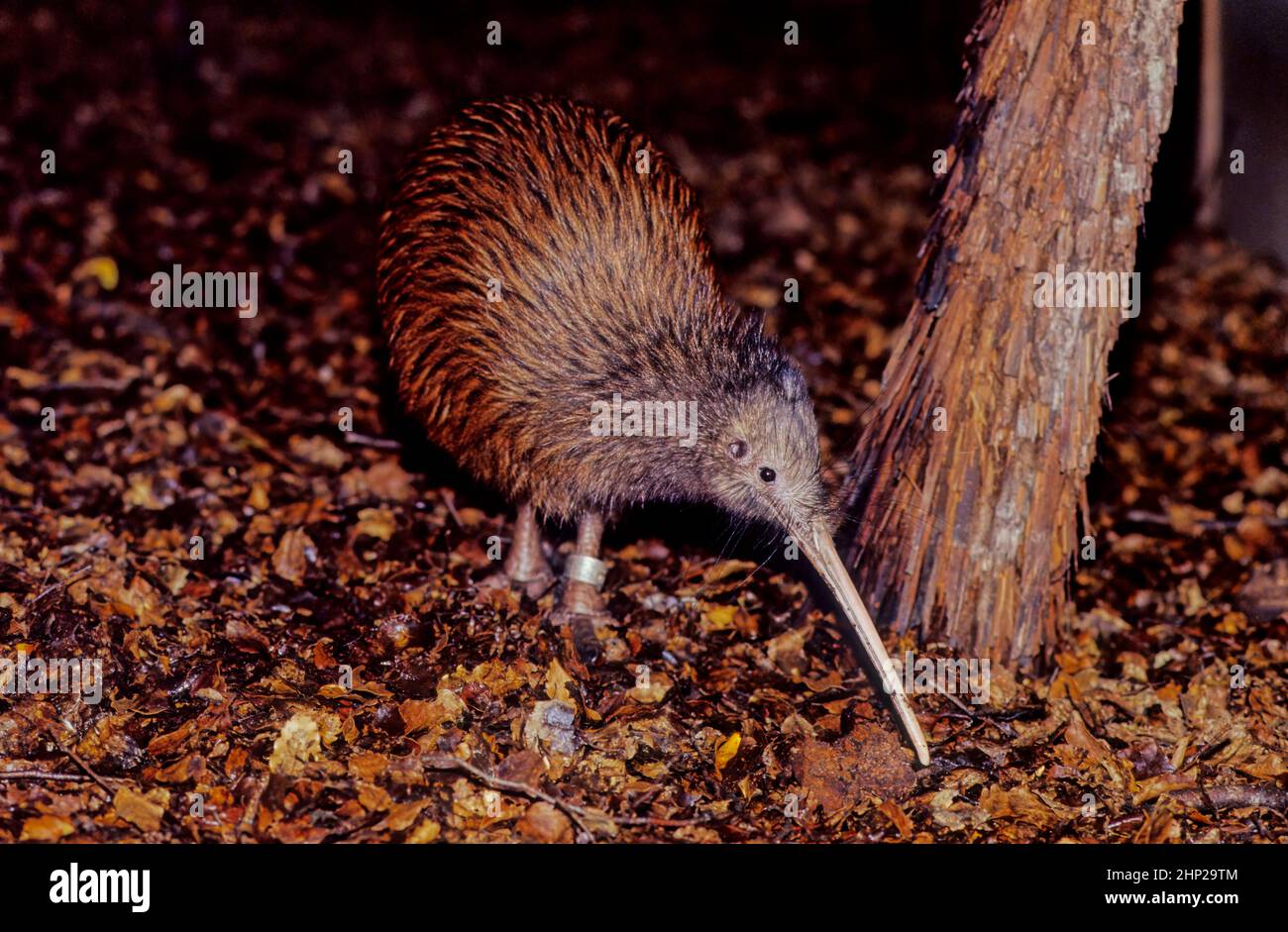 North island brown kiwi beak hi-res stock photography and images - Alamy