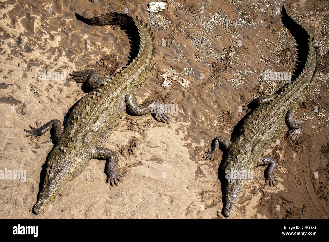 Crocodile in a beach. American crocodile, Crocodylus acutus, resting in ...