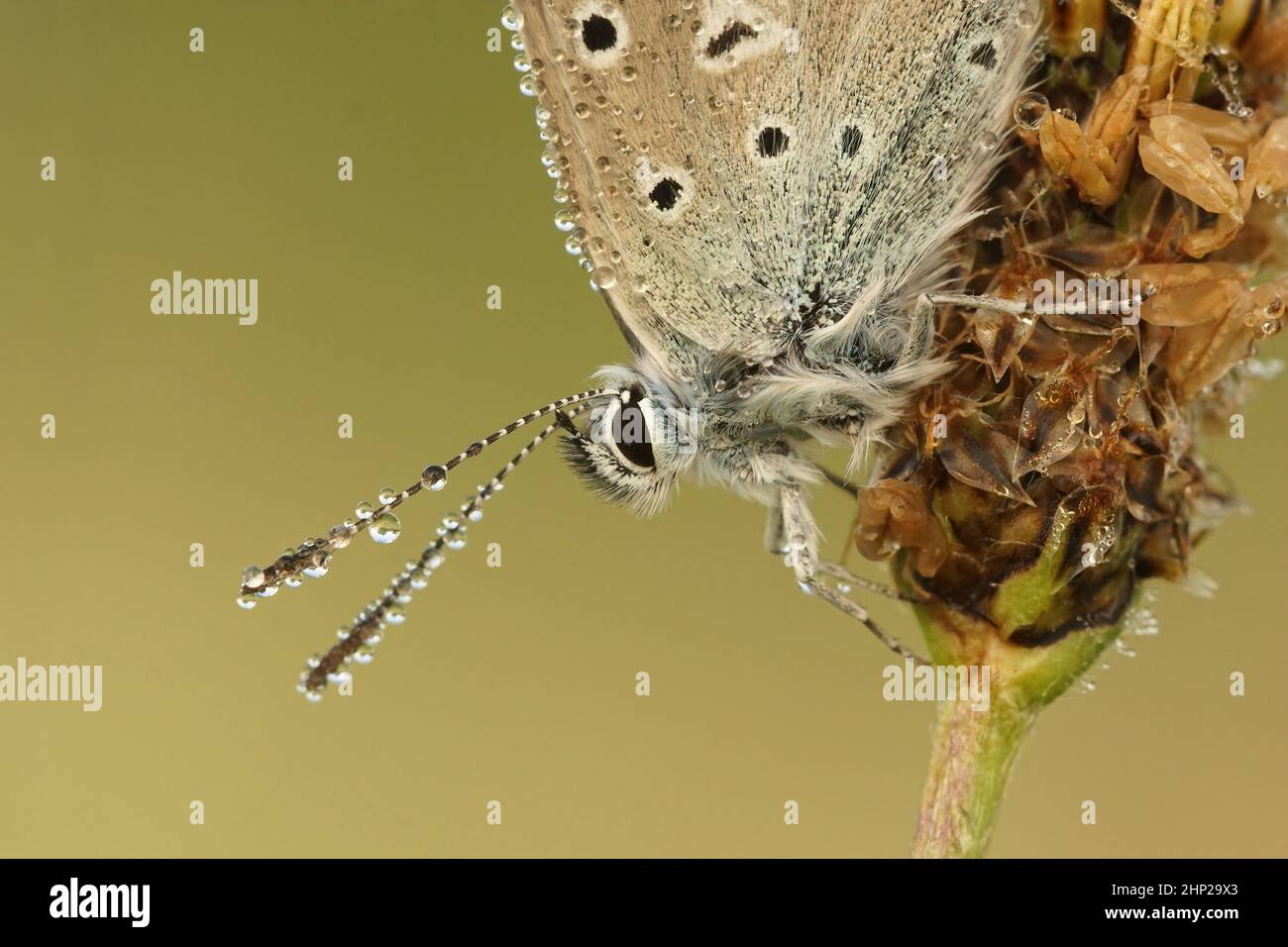 Closeup on a cute Icarus blue butterfly , Polyommates icarus, with ...