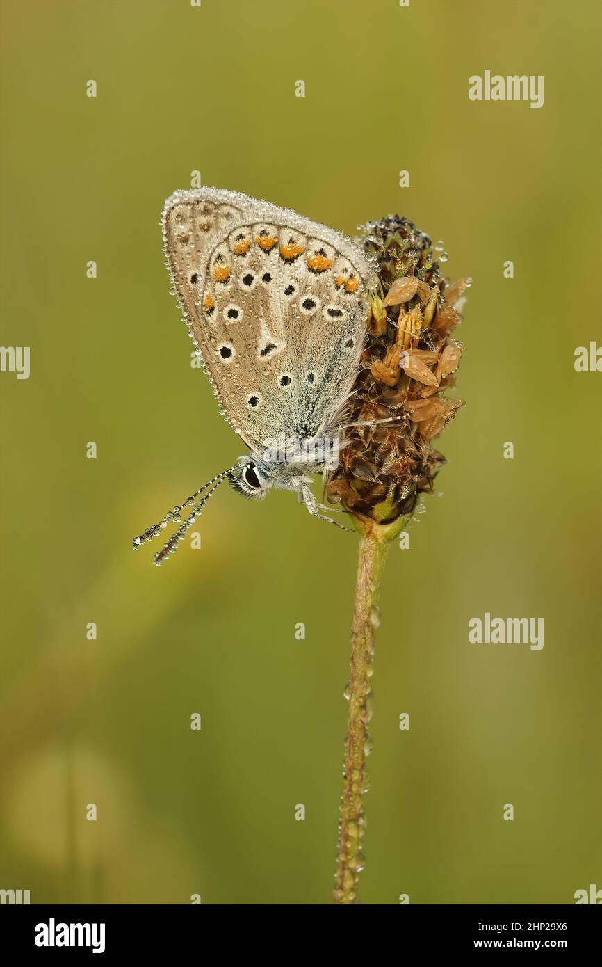 Vertical closeup on a cute Icarus blue butterfly , Polyommates icarus ...