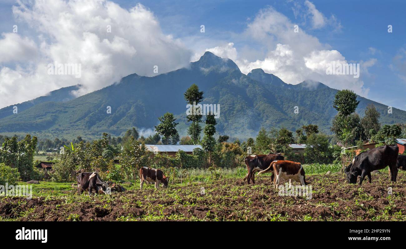 Mount sabinyo hi-res stock photography and images - Alamy