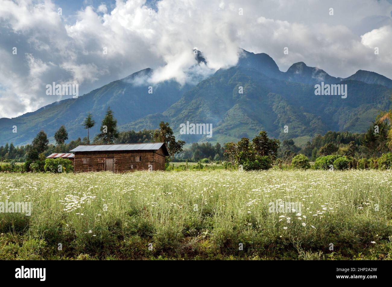 Mount Sabinyo volcano in Rwanda Stock Photo - Alamy
