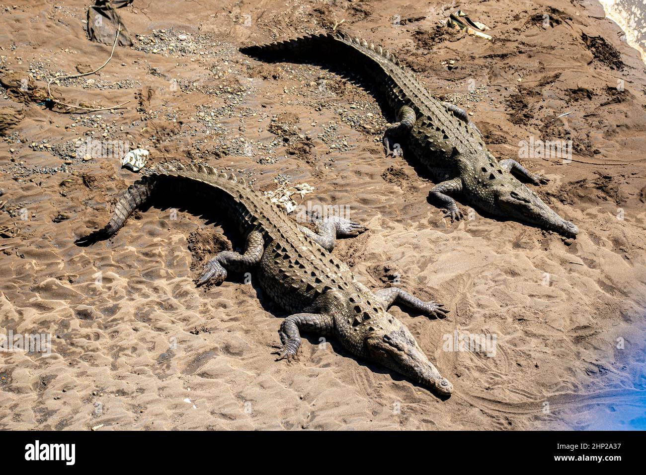 Crocodile in a beach. American crocodile, Crocodylus acutus, resting in ...
