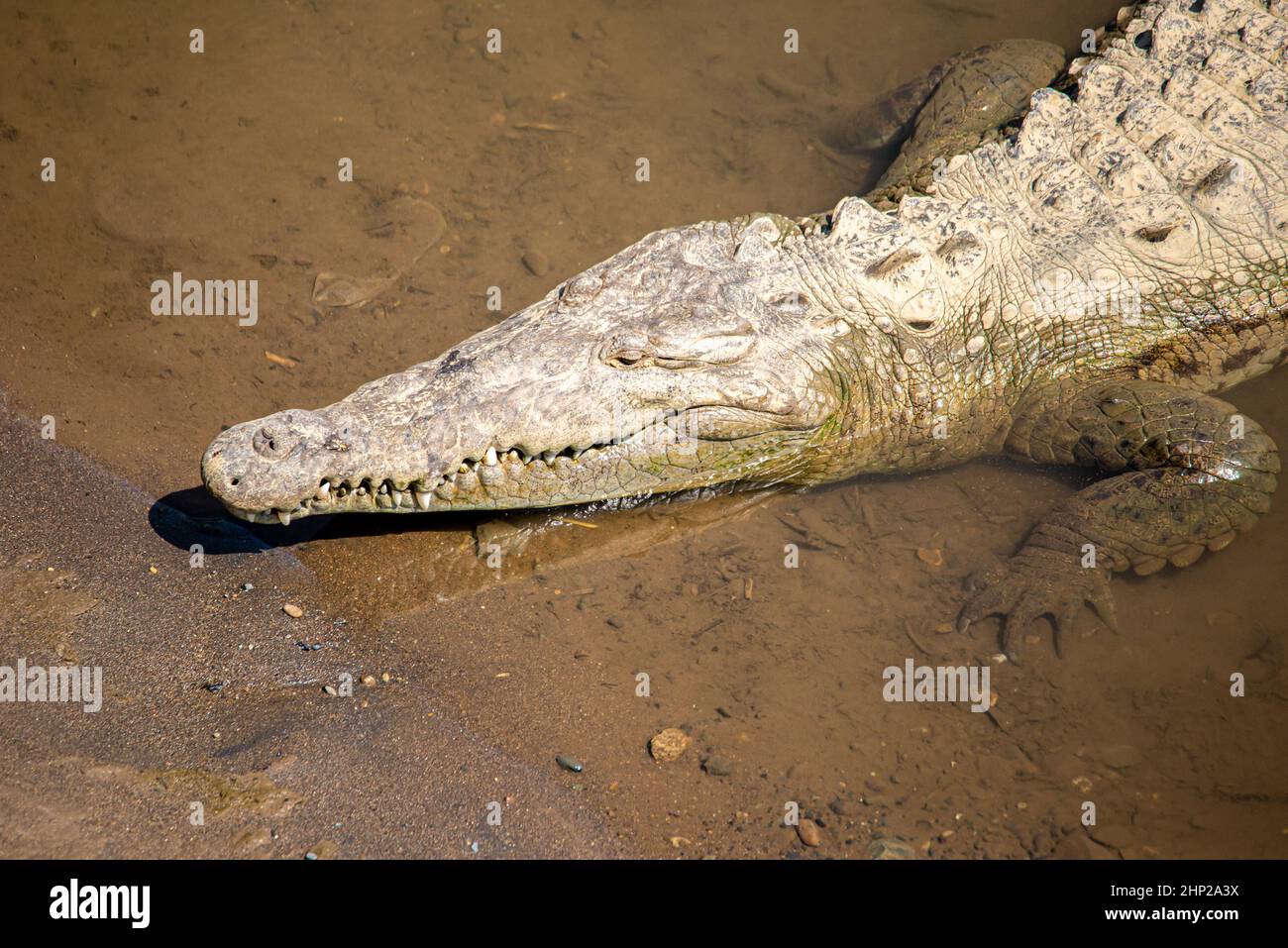 Close-up Crocodile in beach. American crocodile, Crocodylus acutus ...