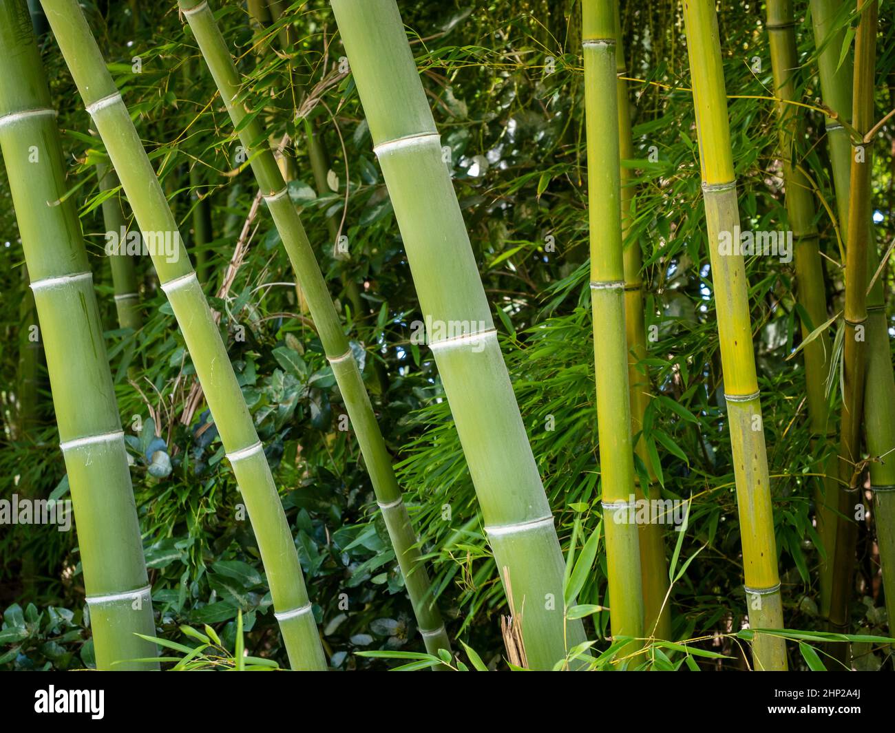 Fishpole Bamboo (Phyllostachys aurea Stock Photo - Alamy