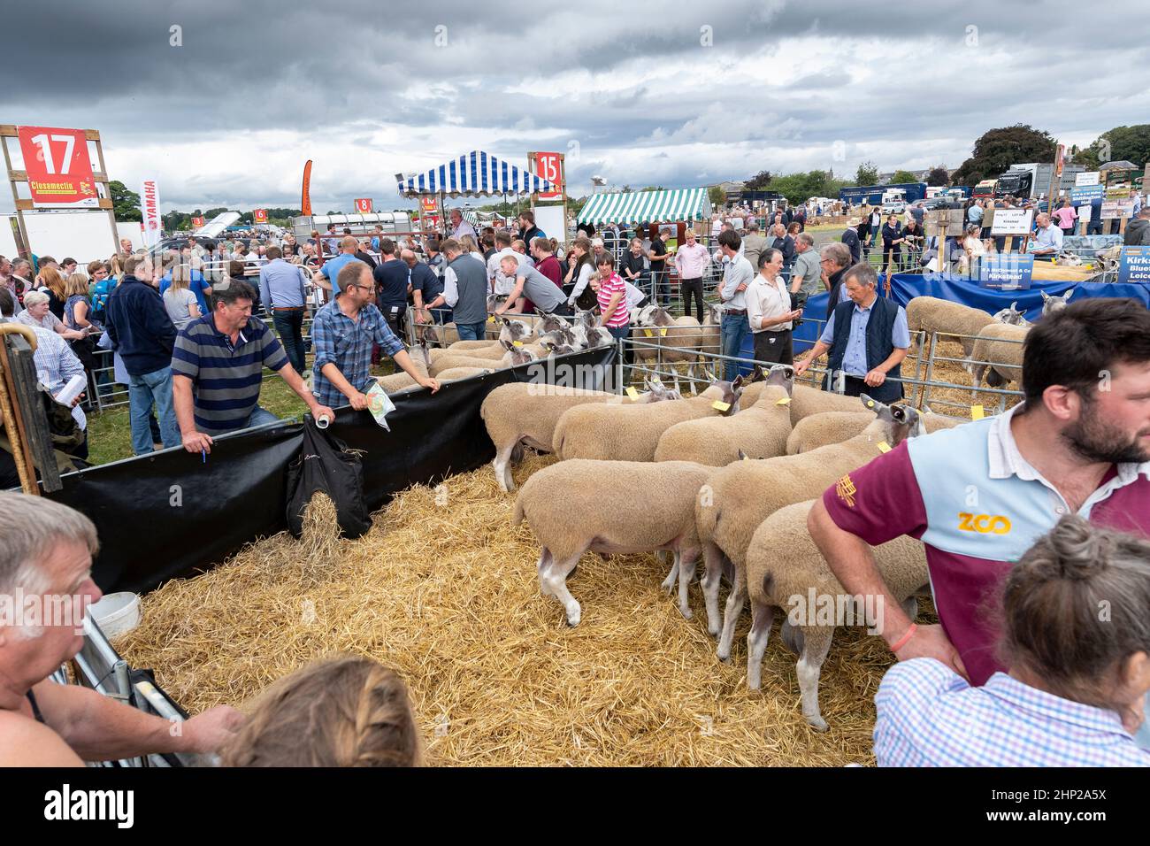 Farmers at the Kelso Ram sales looking at Blue Faced Leicester rams at ...