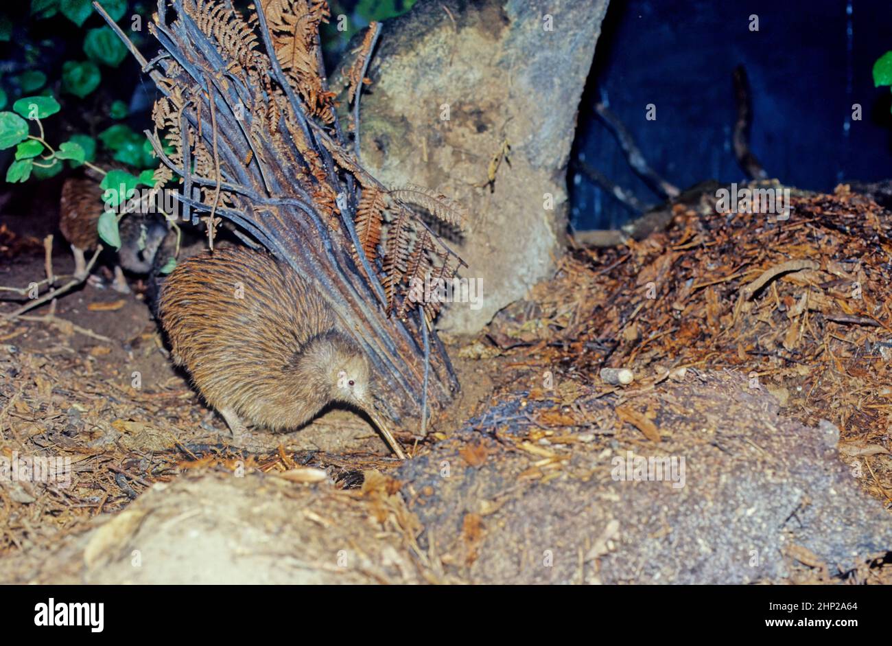 Kiwi, are flightless birds endemic to New Zealand of the genus Apteryx ...