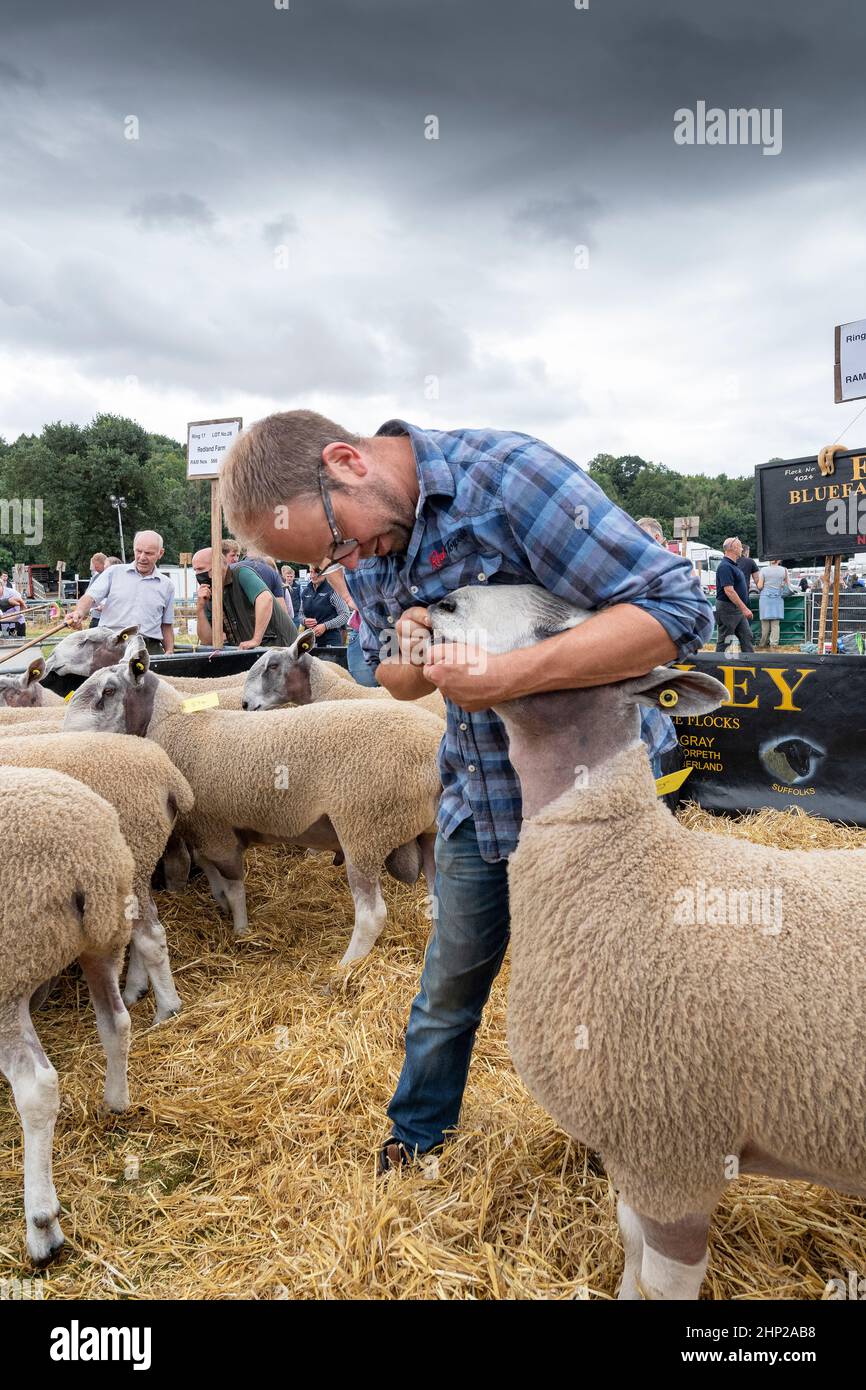 Farmers at the Kelso Ram sales looking at Blue Faced Leicester rams at ...