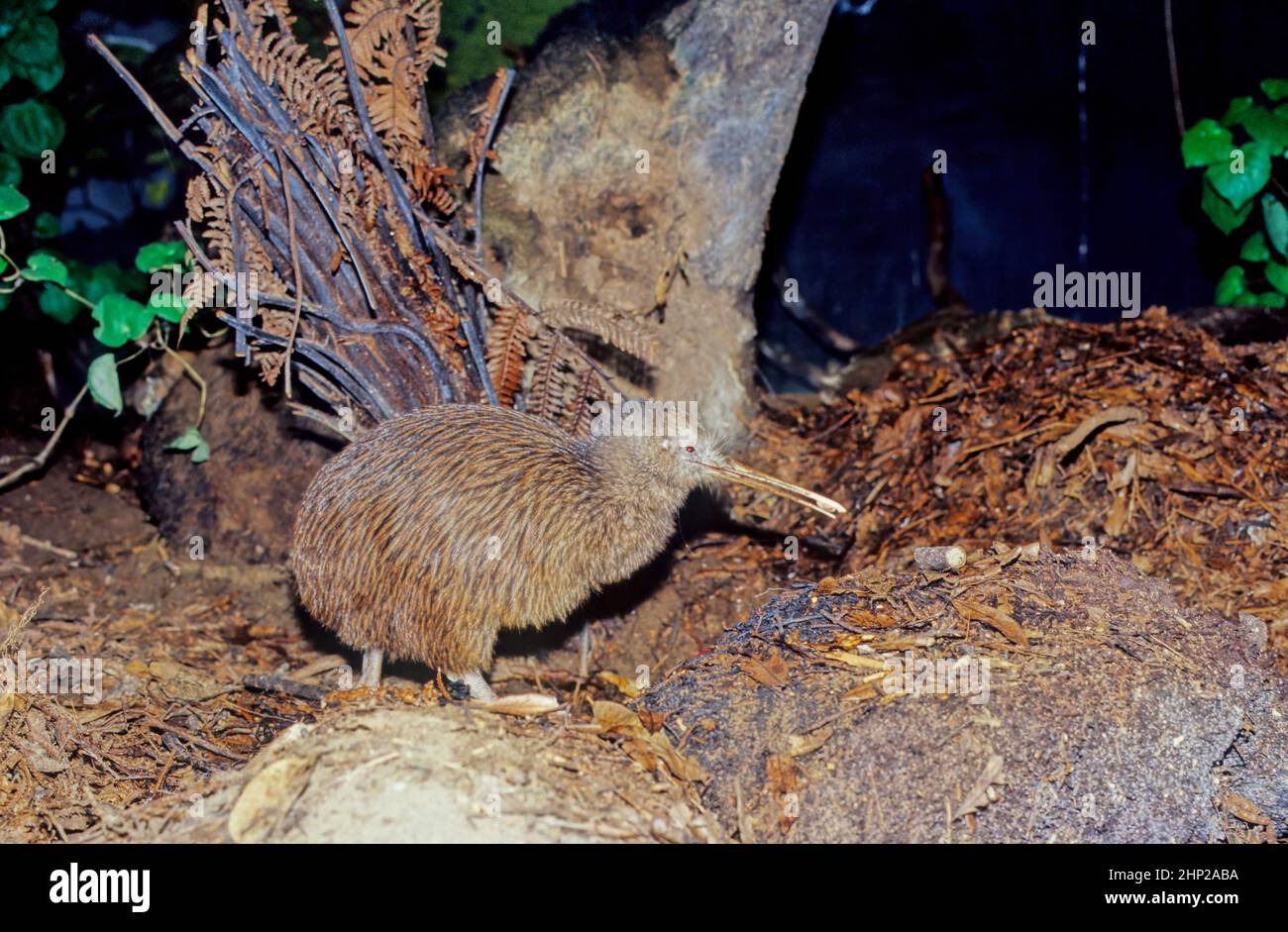 Kiwi, are flightless birds endemic to New Zealand of the genus Apteryx ...