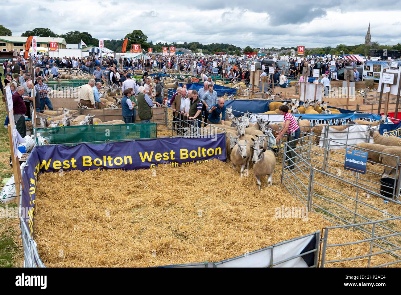 Farmers at the Kelso Ram sales looking at Blue Faced Leicester rams at ...