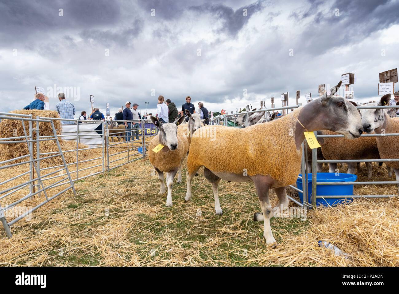 Farmers at the Kelso Ram sales looking at Blue Faced Leicester rams at ...